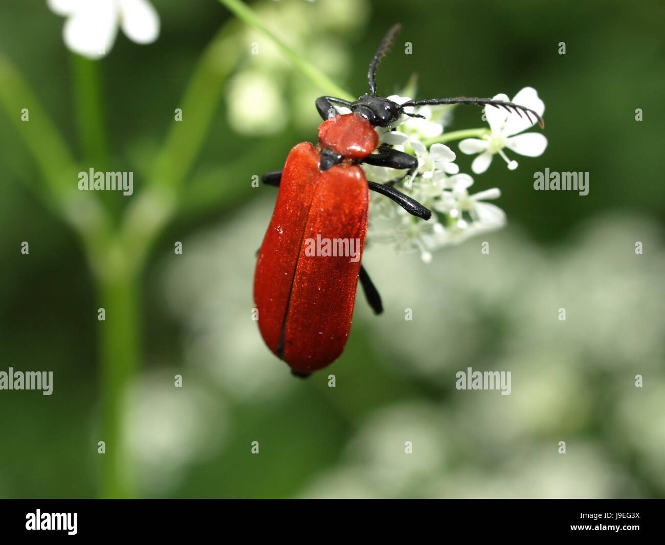 Deciduous Forest Insects