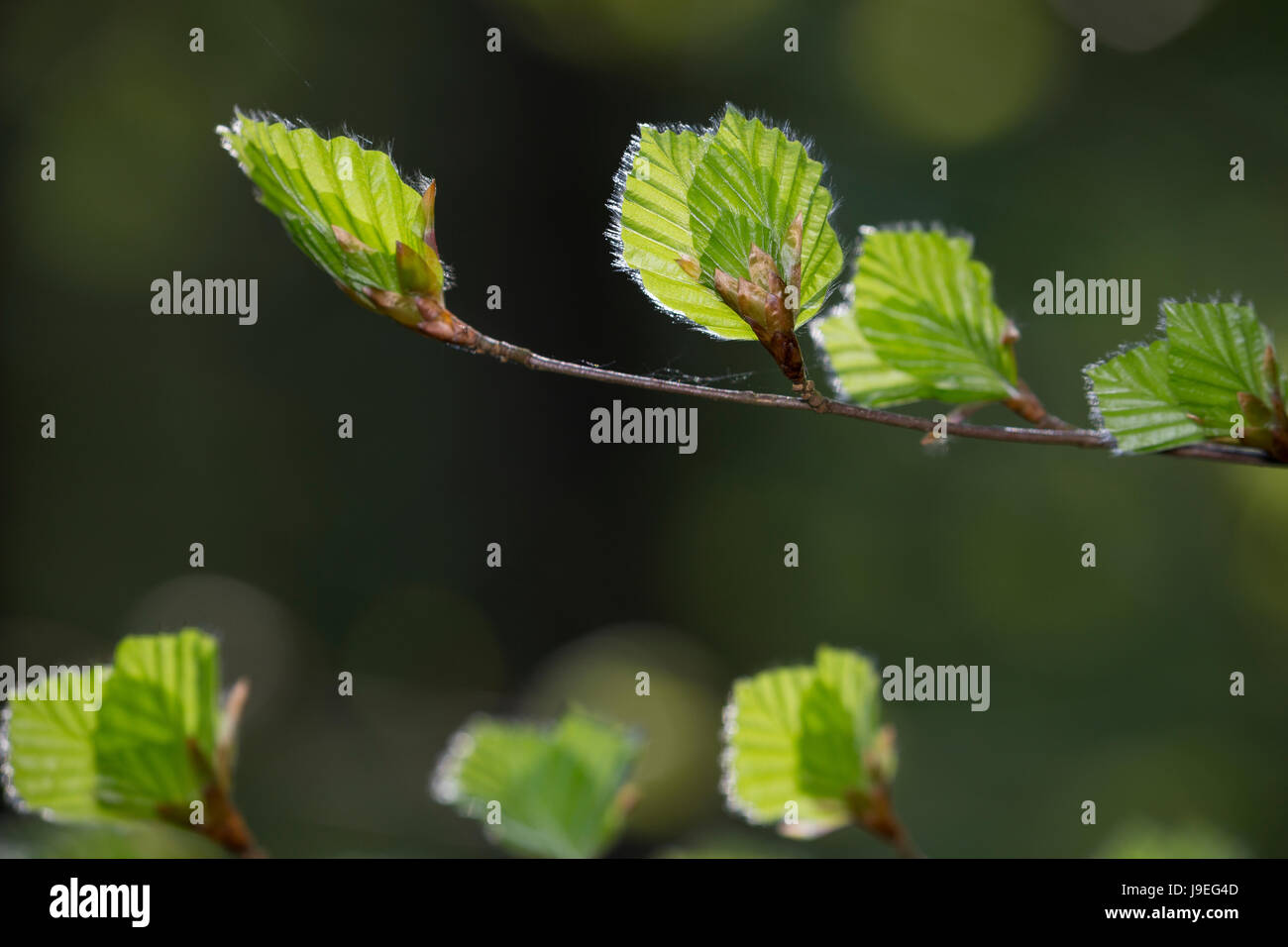 Buche, Rot-Buche, Rotbuche, Fagus sylvatica, Blätter, Blatt ...