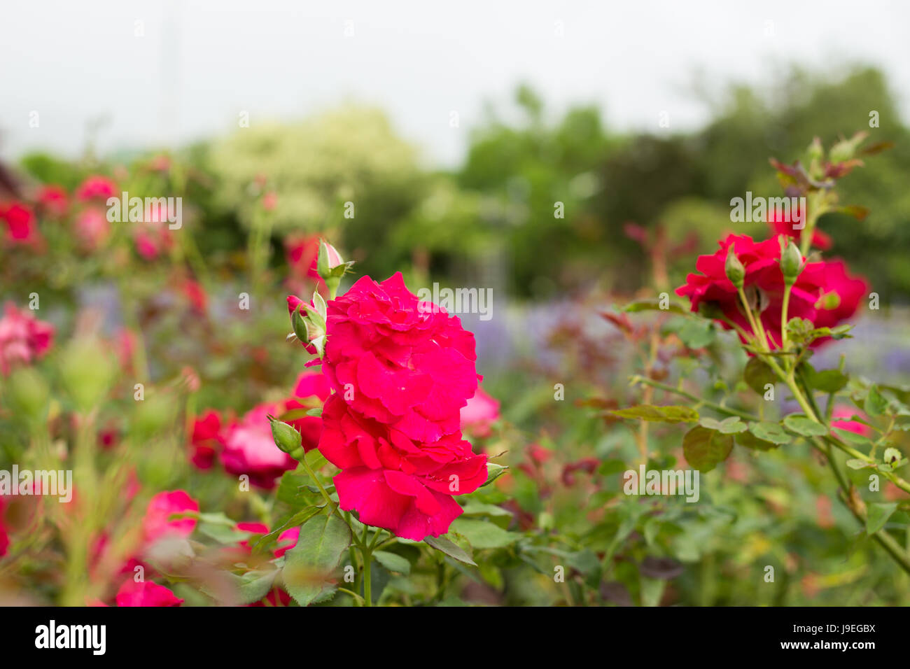 Natural flower background. Amazing nature view of rose flowers in ...