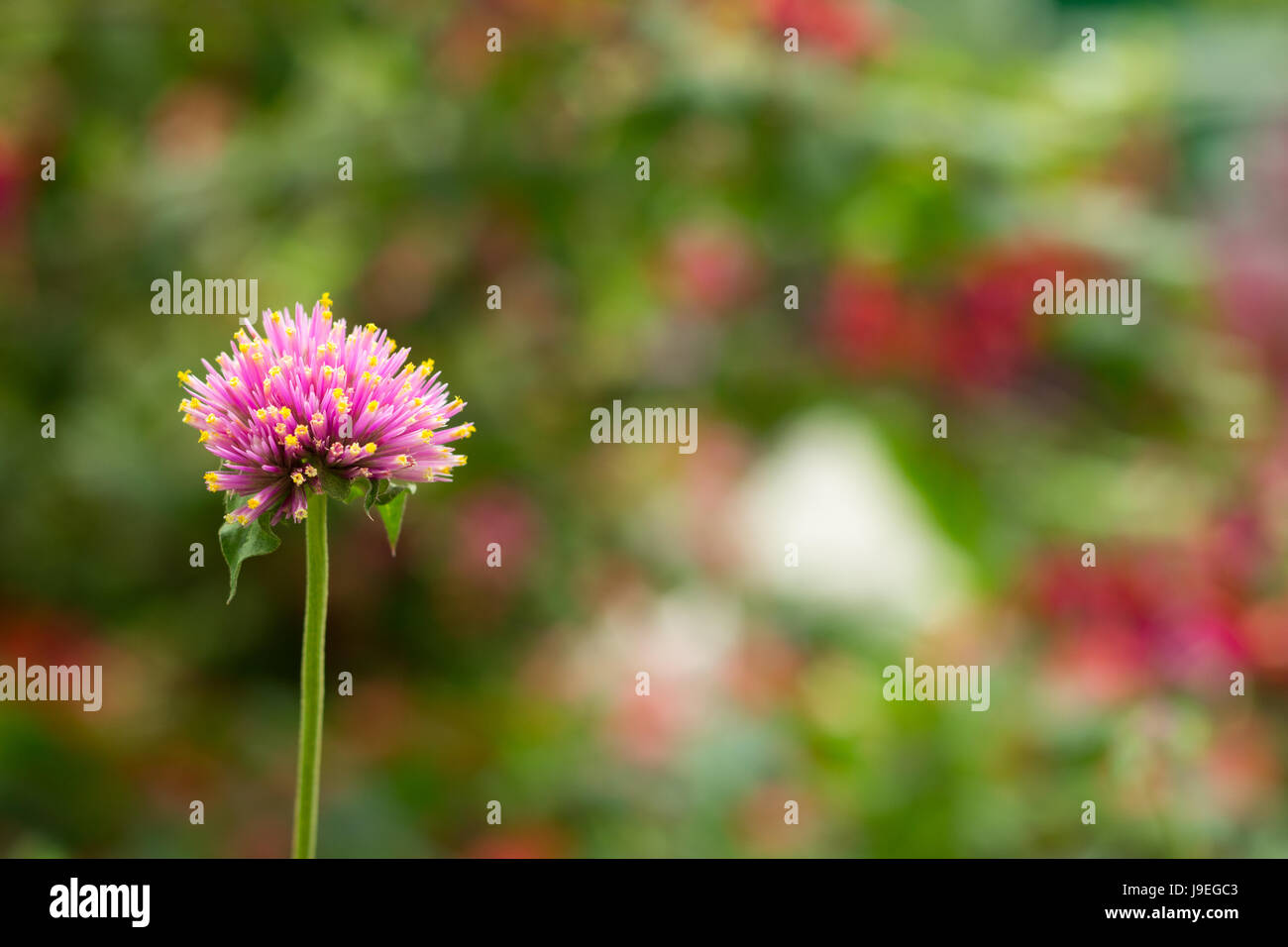 Close up flower background.Amazing view of flowers in the garden Stock ...