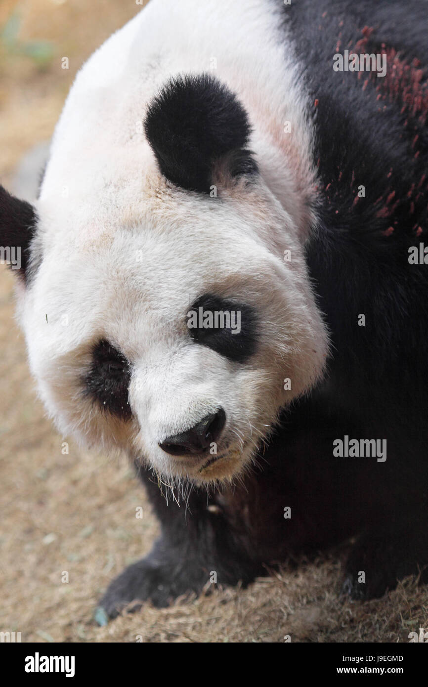 animal, black, swarthy, jetblack, deep black, china, panda, white, walk ...