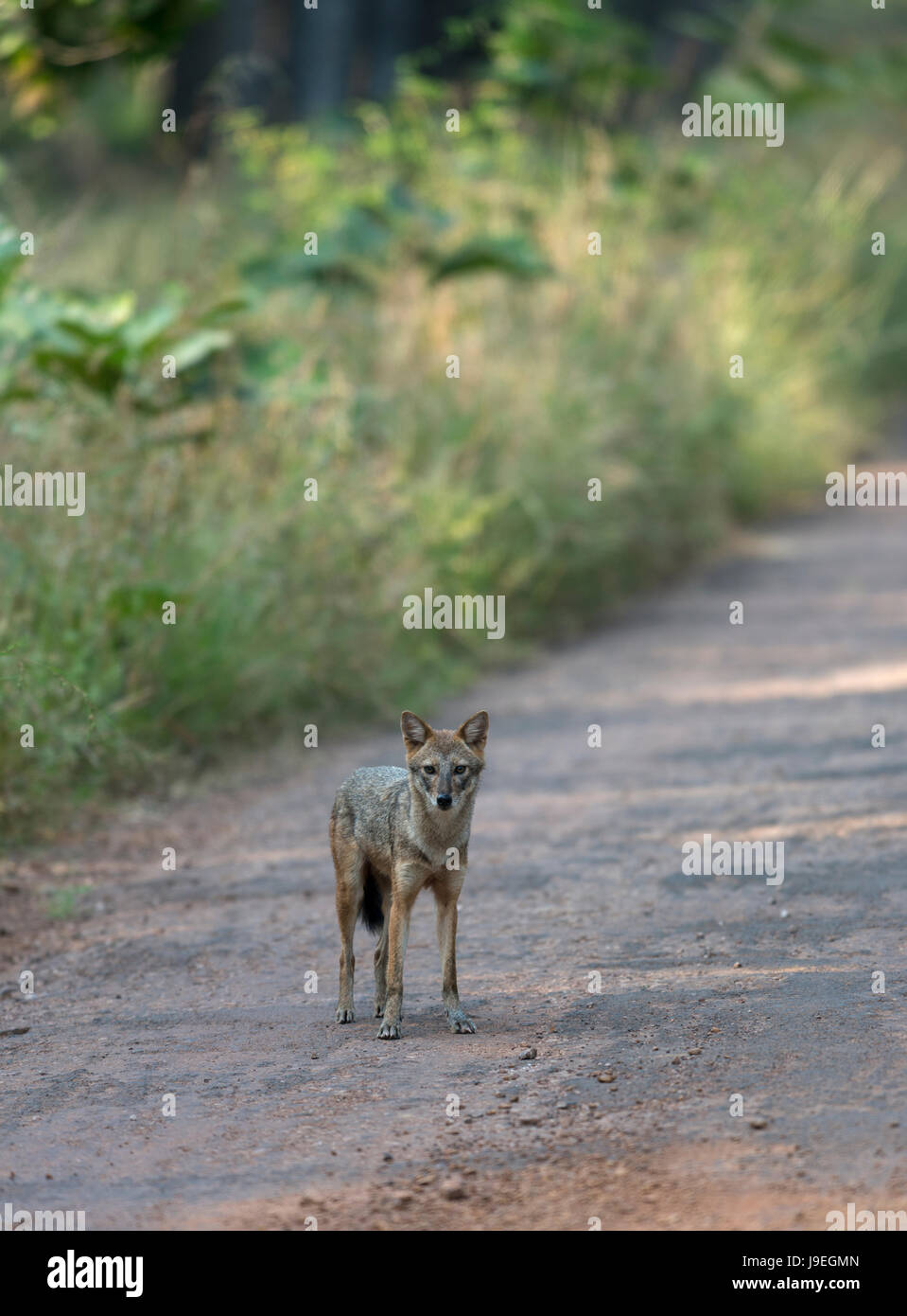 Male and female jackal hi-res stock photography and images - Alamy