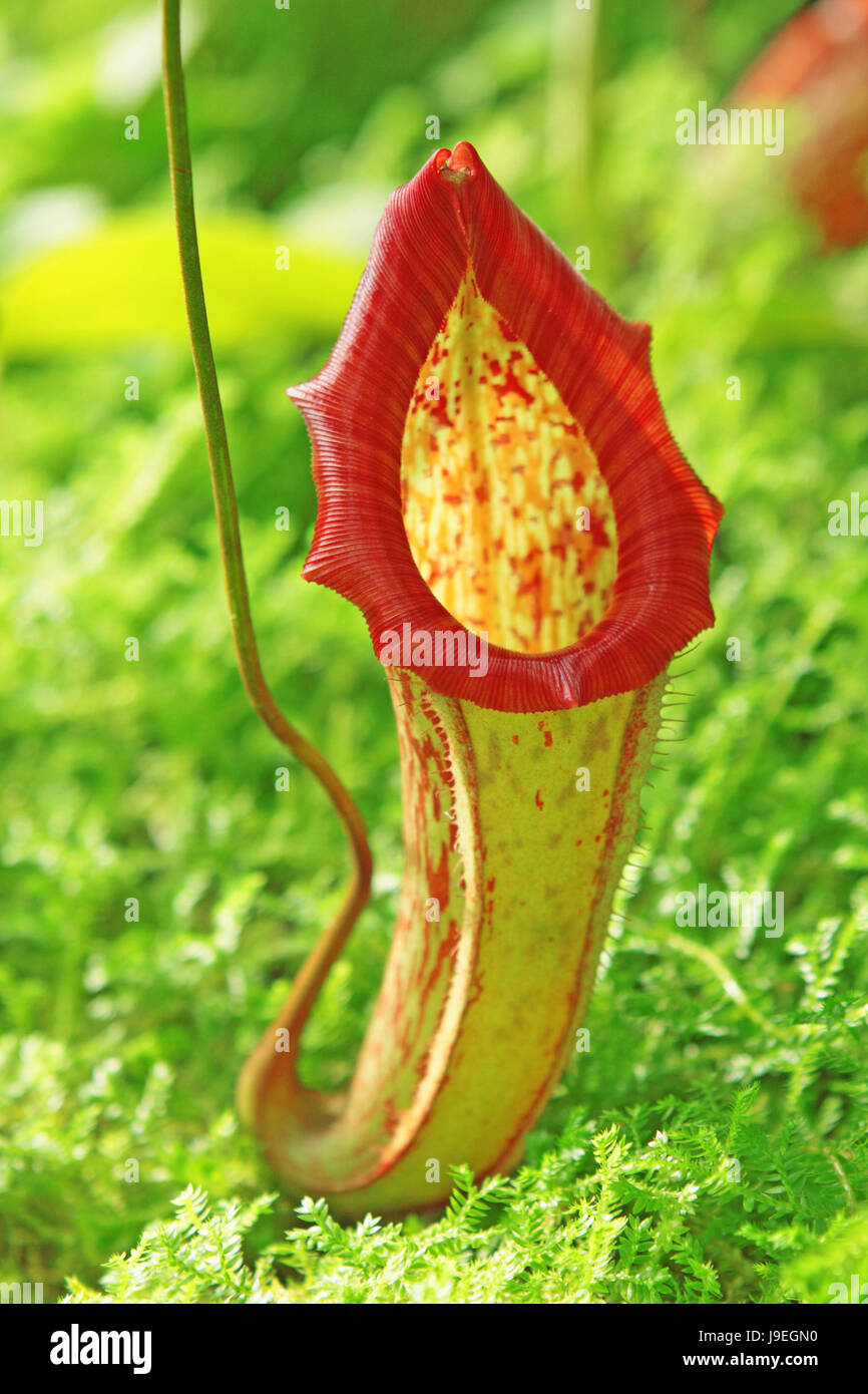 flower, plant, tropical, lawn, green, cup, leaf, insect, flower, plant ...