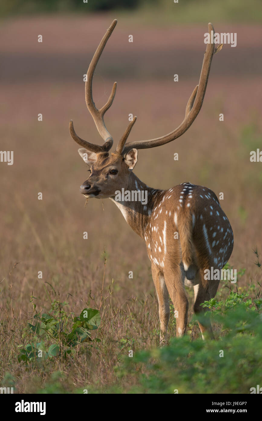 Male chital spotted deer hi-res stock photography and images - Alamy