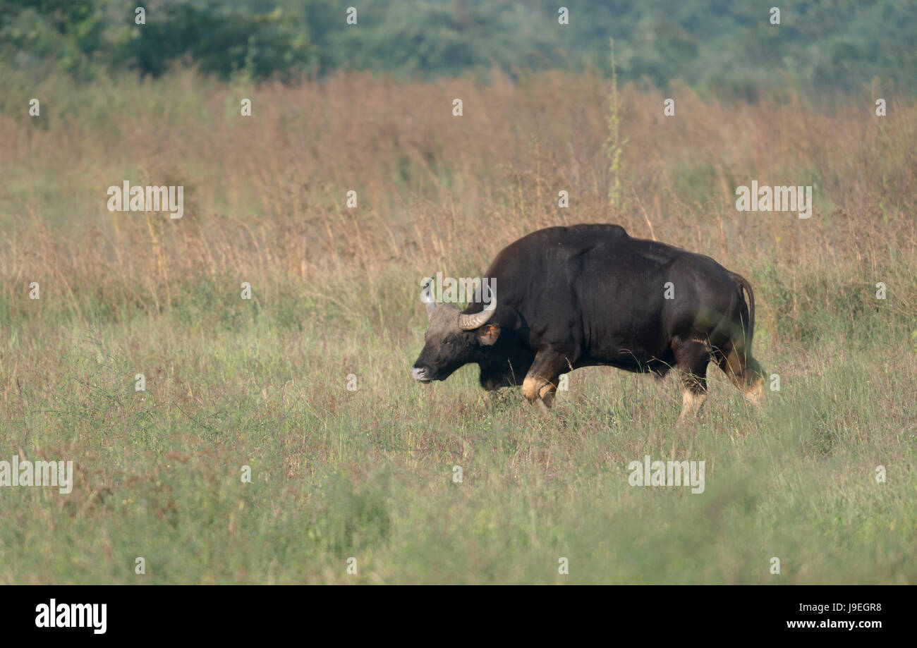 Female gaur hi-res stock photography and images - Alamy