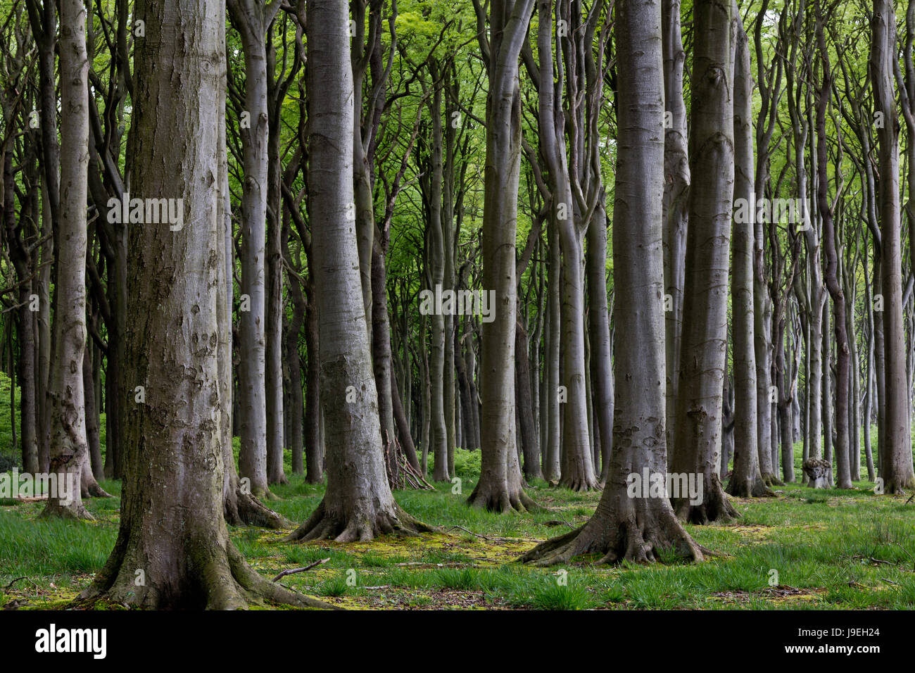 forest trees with a loud Stock Photo - Alamy