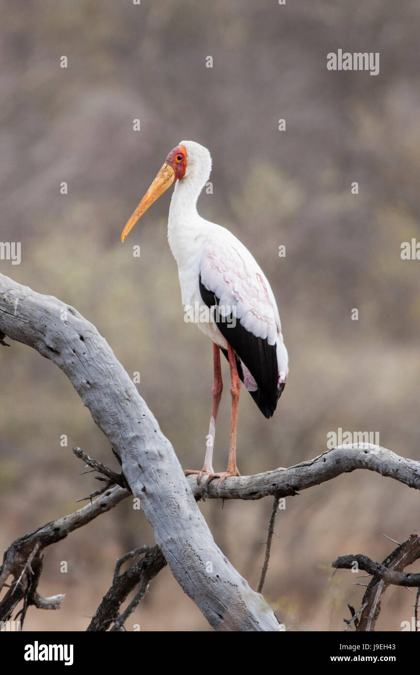 Vertikalfoto hi-res stock photography and images - Alamy