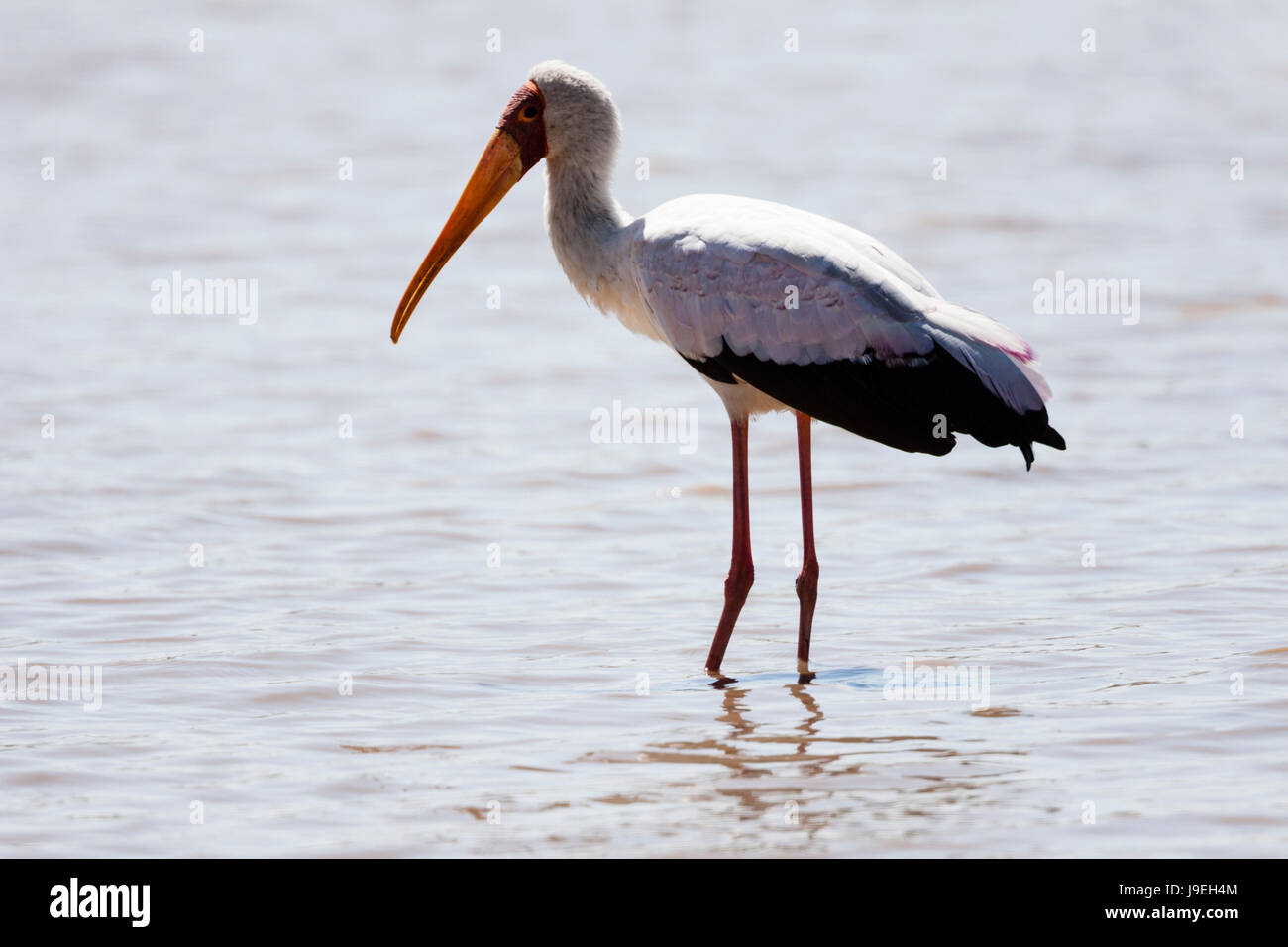 Greater stork birds hi-res stock photography and images - Alamy