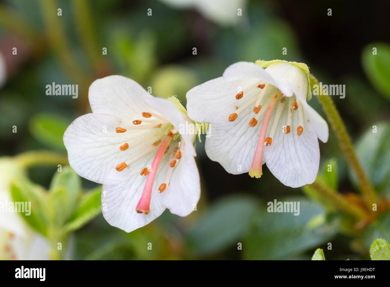 Dwarf rhododendron hi-res stock photography and images - Alamy