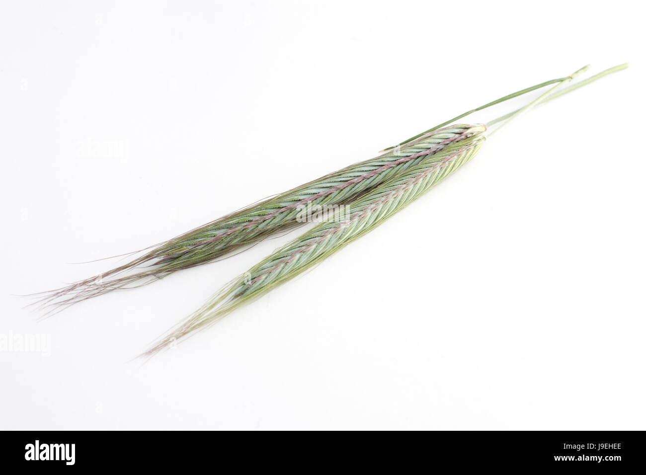 agricultural, agriculture, farming, wheat, ear, ears, raw material ...