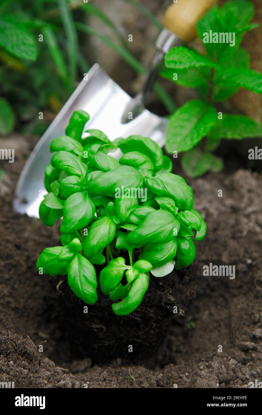 leaf, tool, health, closeup, garden, ground, soil, earth, humus, new ...