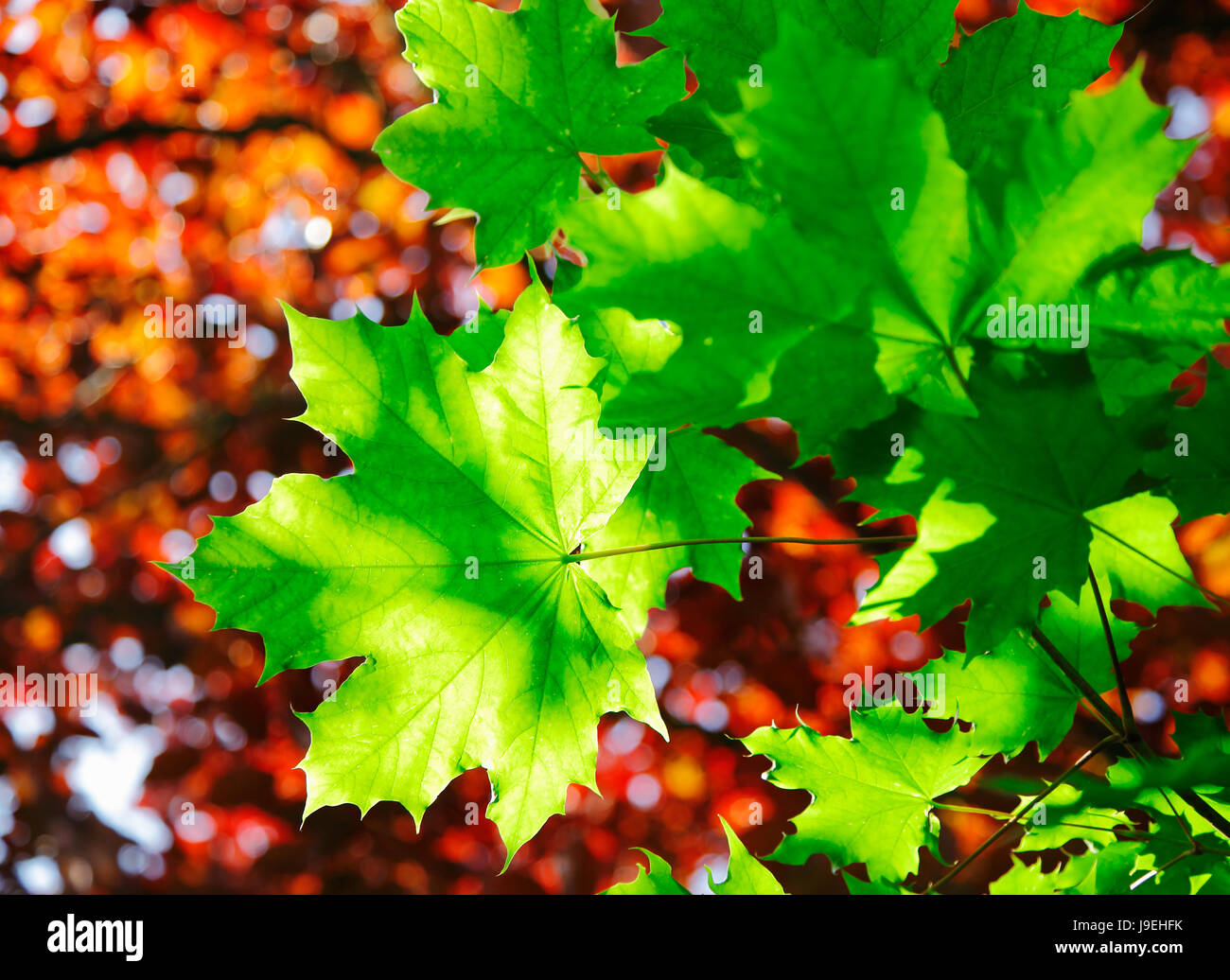 beautiful, beauteously, nice, symbolic, relaxation, feeling, closeup ...