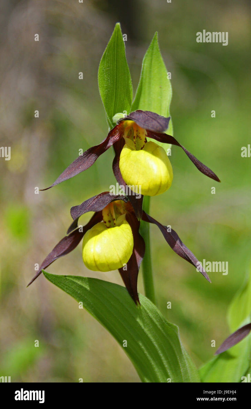 conservation of nature, flora, flower, orchid, plant, protected ...