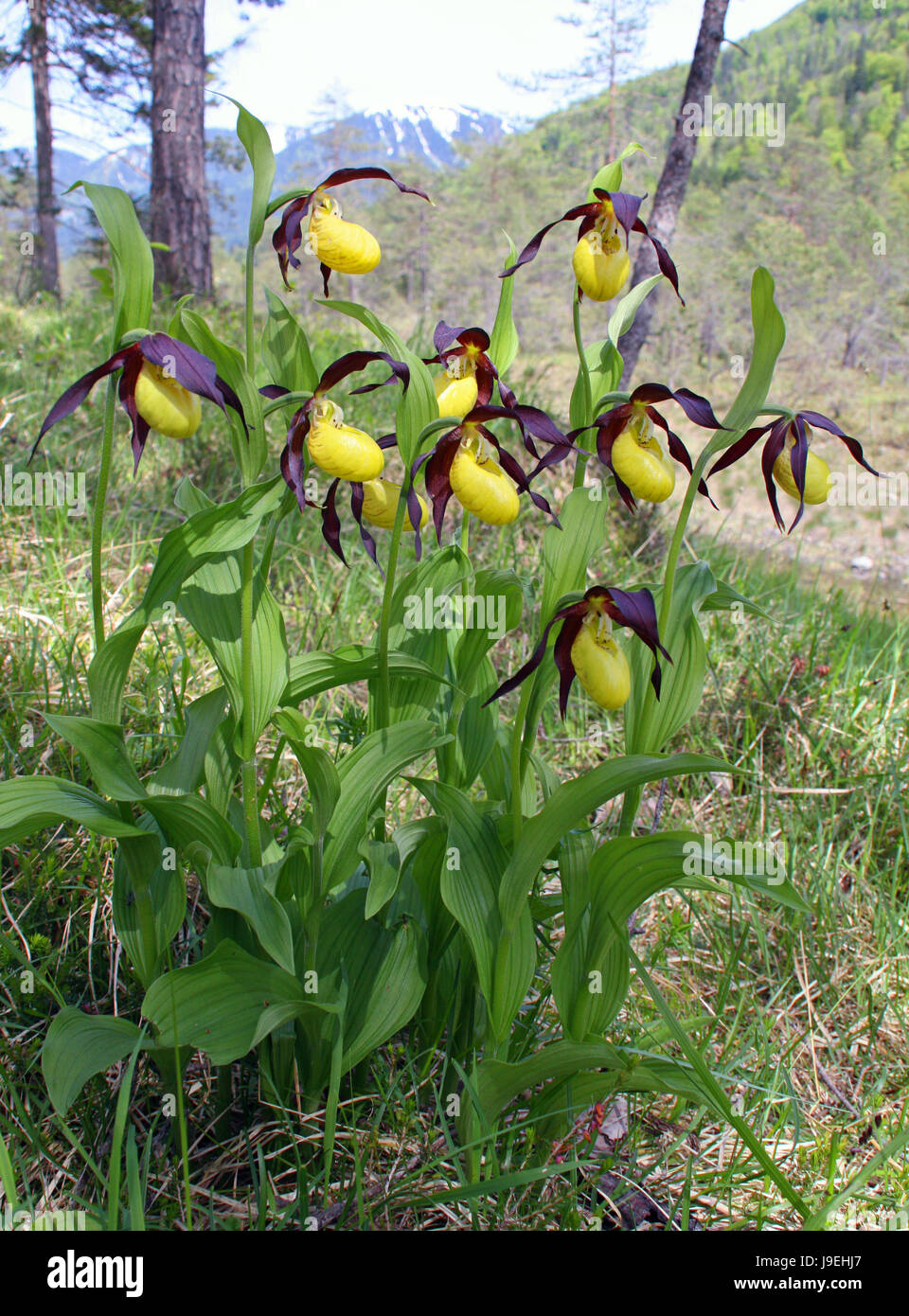 conservation of nature, flora, flower, orchid, plant, protected ...