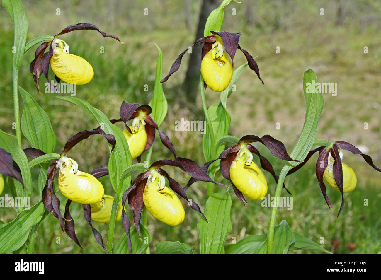 flower, plant, conservation of nature, flora, orchid, protected ...