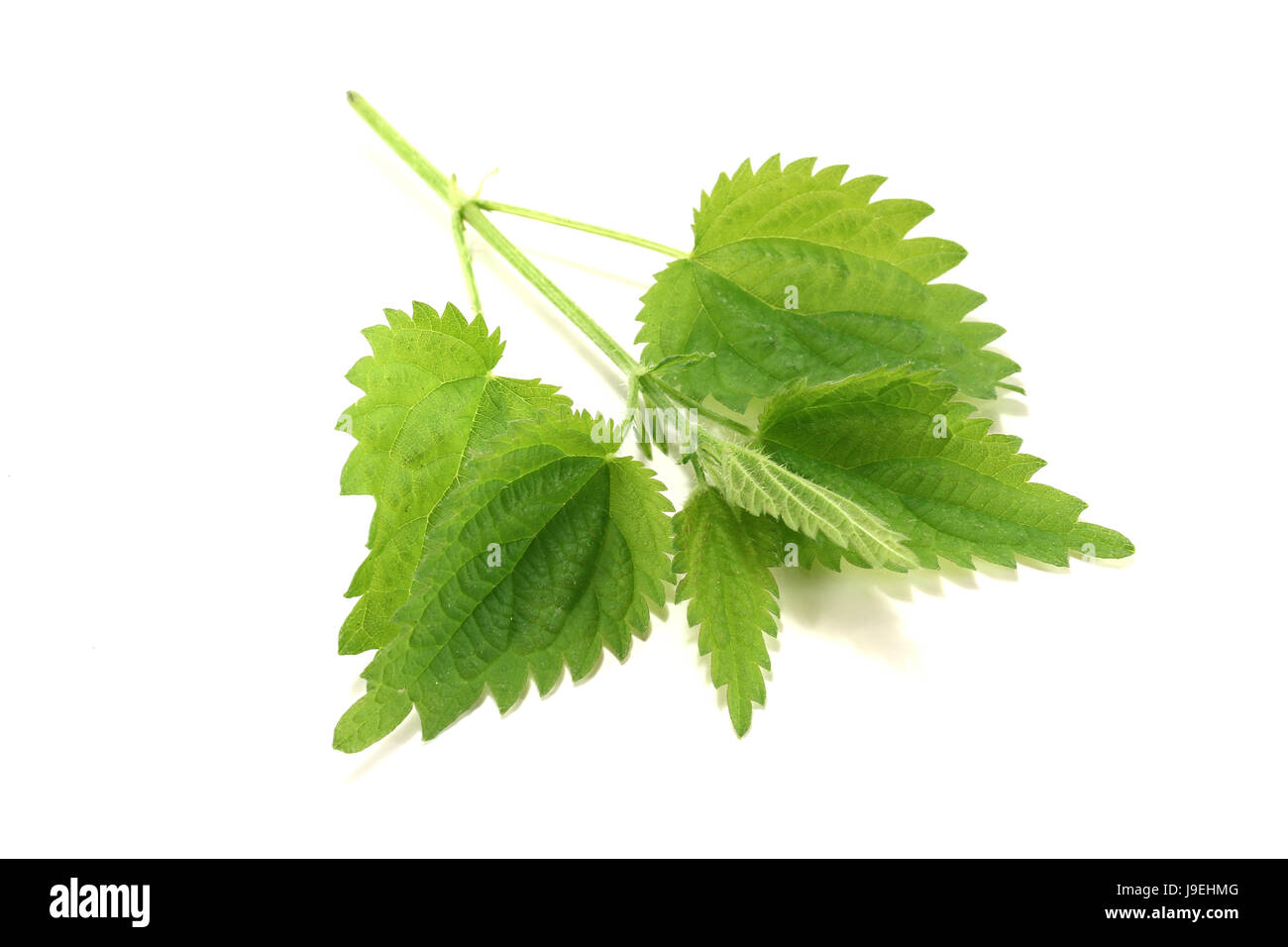 Nettle medicinal plant view Cut Out Stock Images & Pictures - Alamy