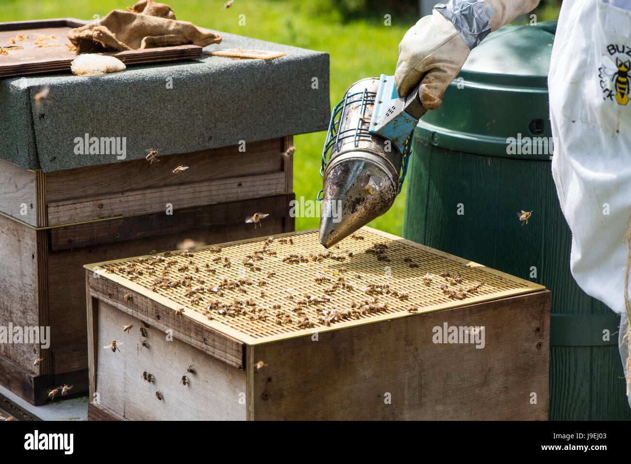 Beekeeper using smoker to pacify bee colony prior to inspection ...