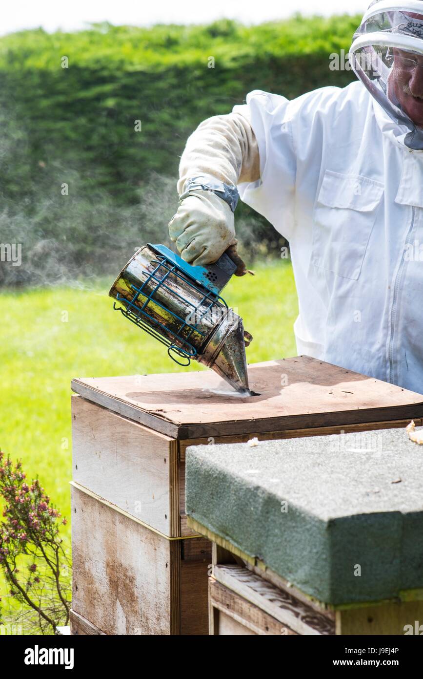 Beekeeper using smoker to pacify bee colony prior to inspection ...