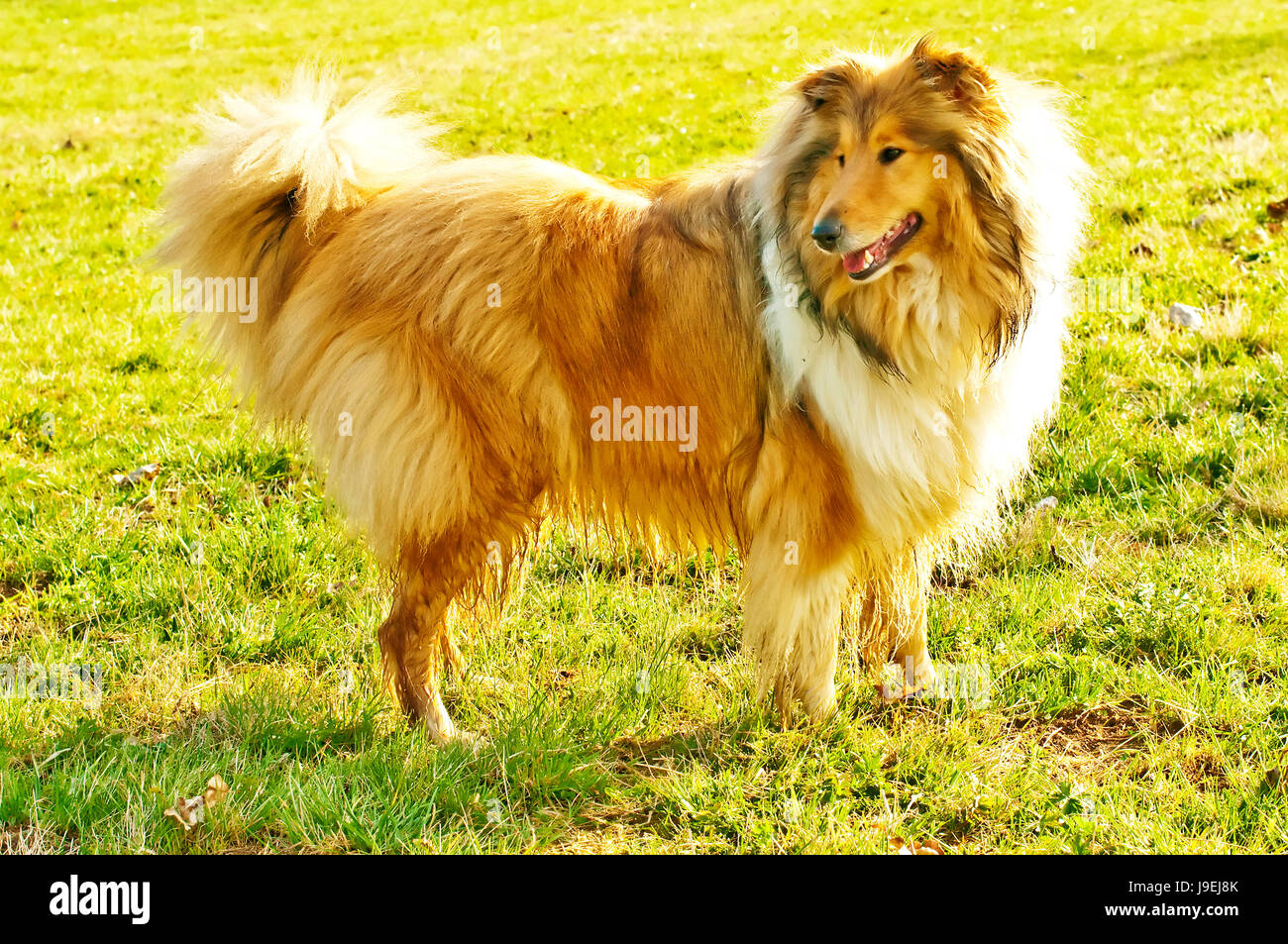 hairs, skin, dog, british, cute, shine, shines, bright, lucent, light ...
