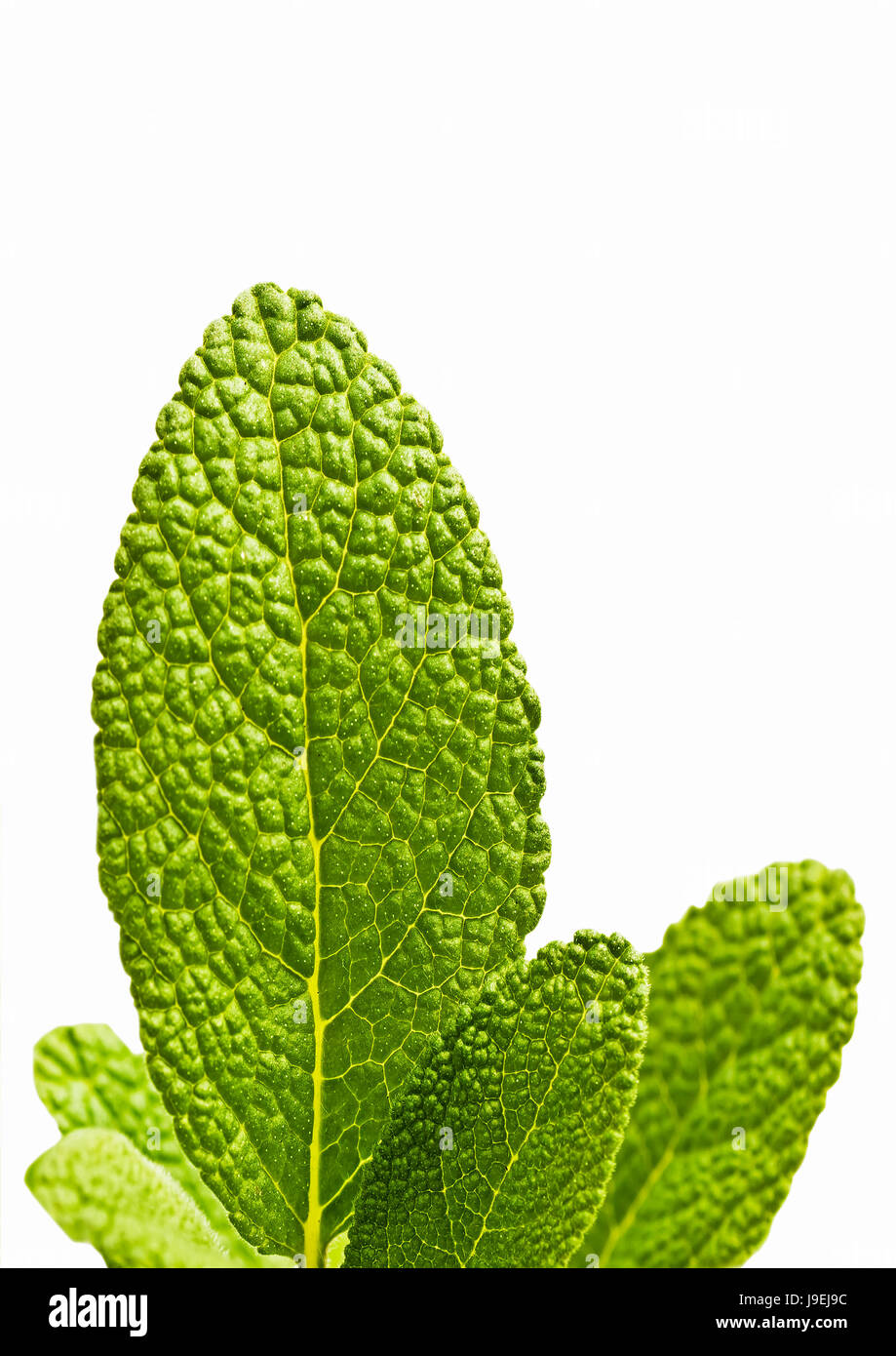 Sage tea boil hi-res stock photography and images - Alamy