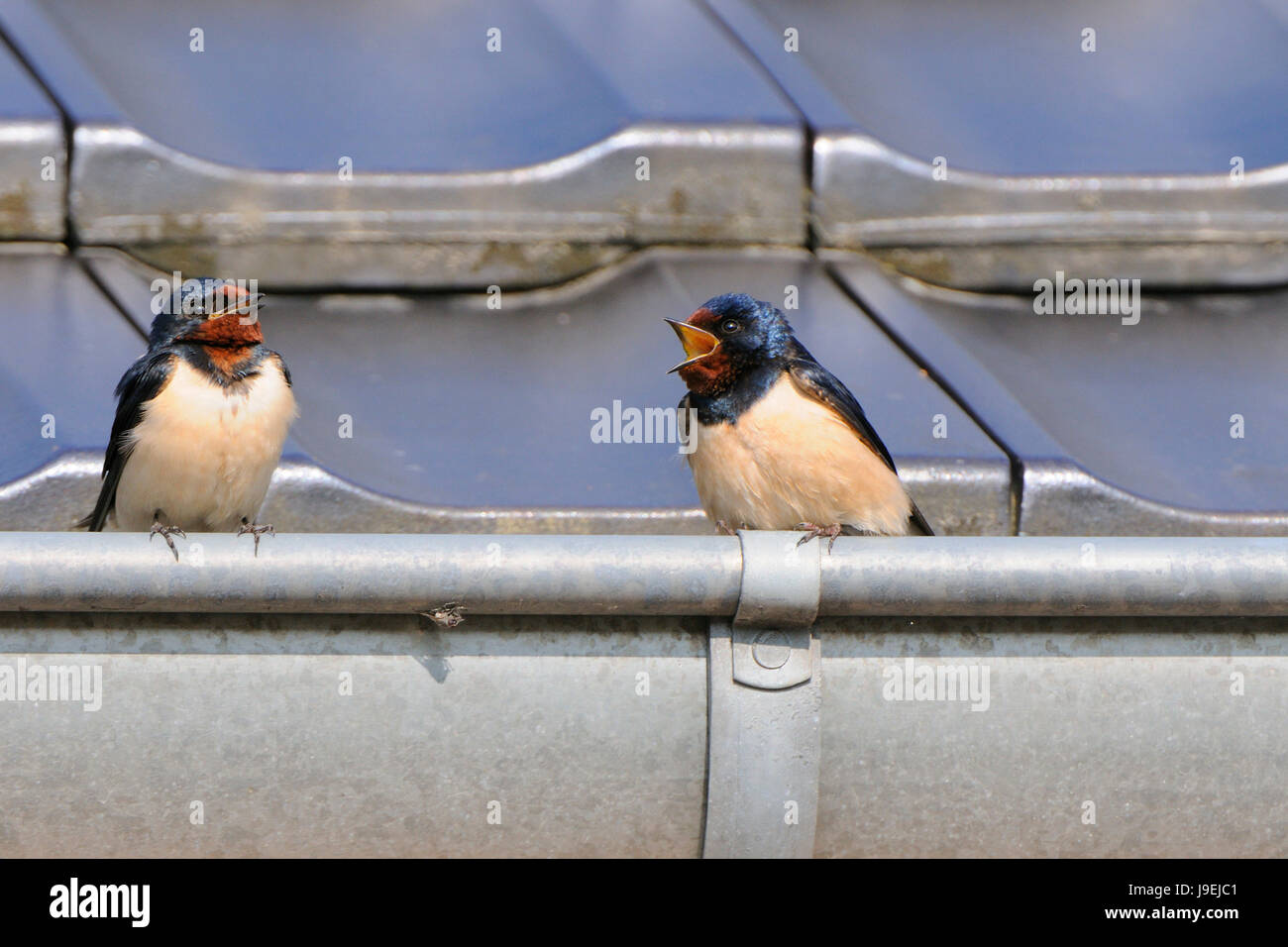 swallow, singing-bird, bobolinks, gutter, mating season, chimney ...