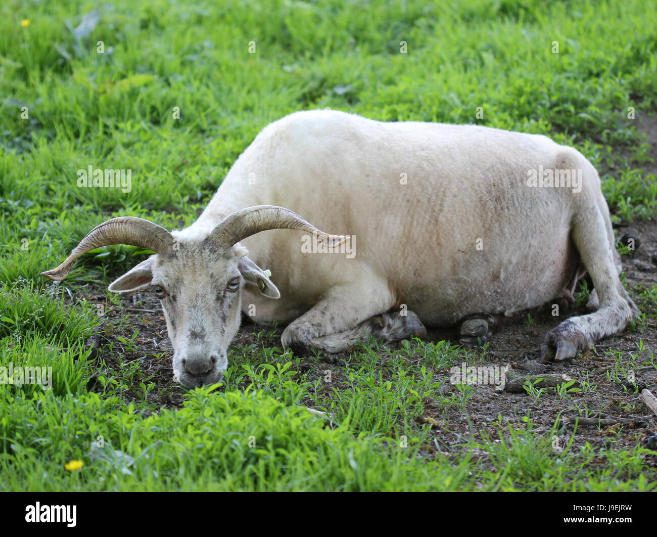 freshly shorn valachian in tierpark sababurg Stock Photo - Alamy