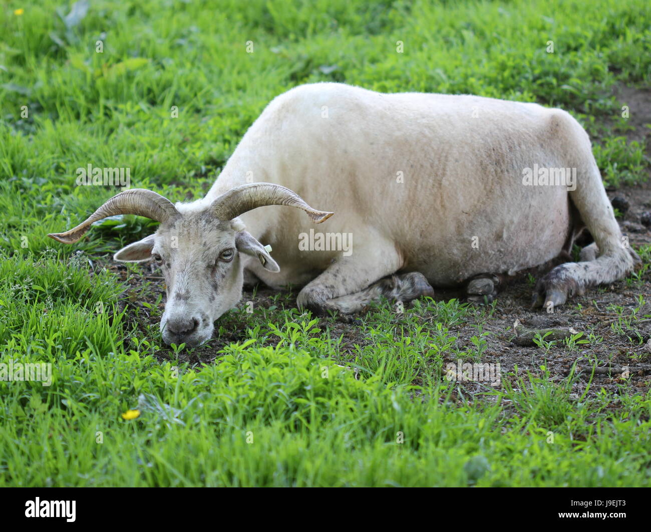 Valachian sheep hi-res stock photography and images - Alamy
