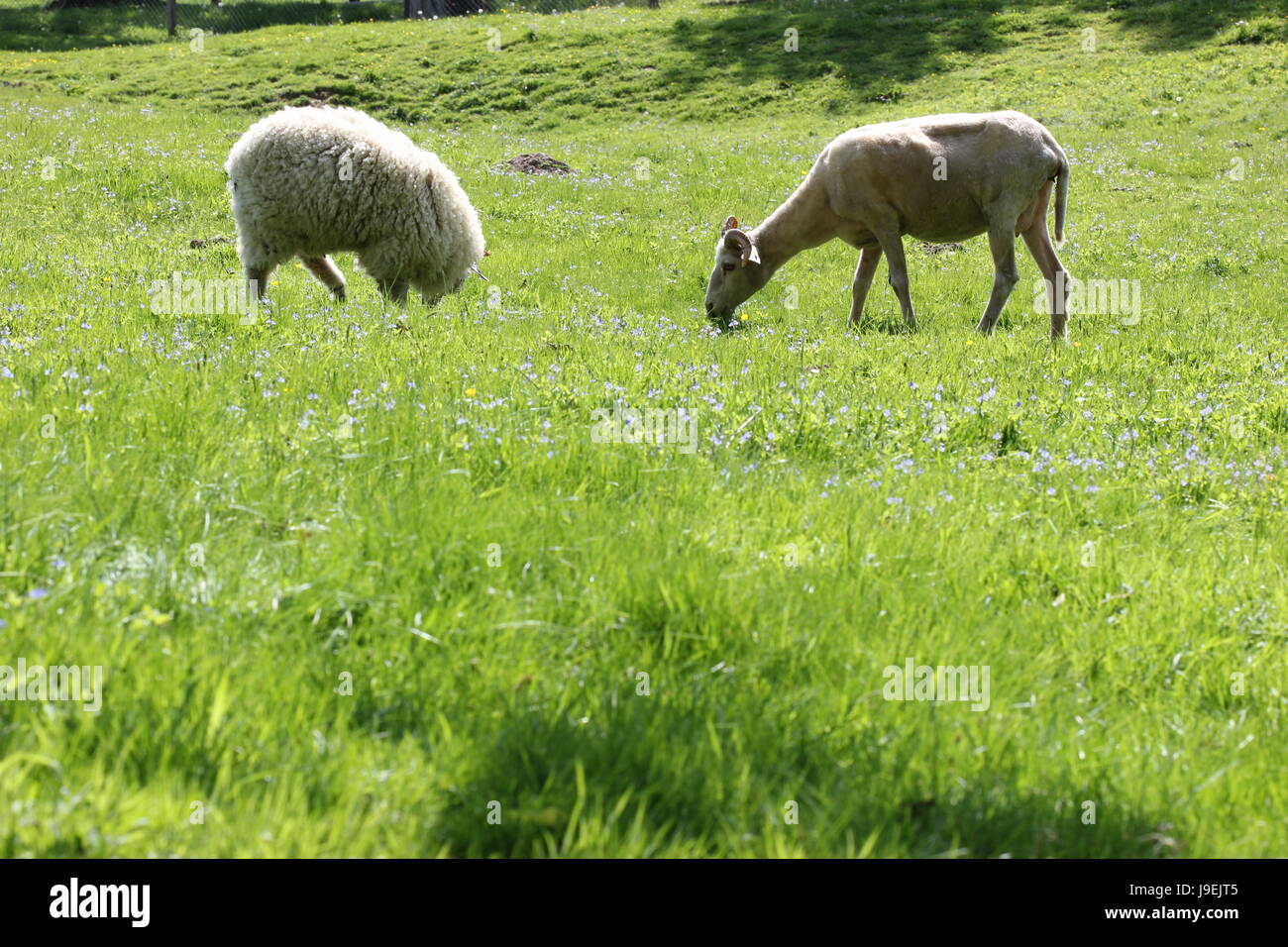 Wallachian sheep hi-res stock photography and images - Alamy