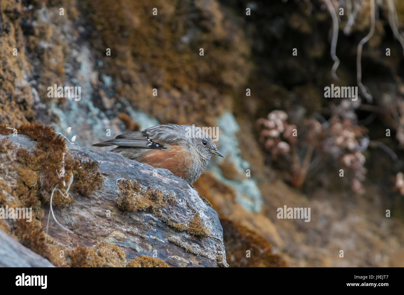 Accenter hi-res stock photography and images - Alamy