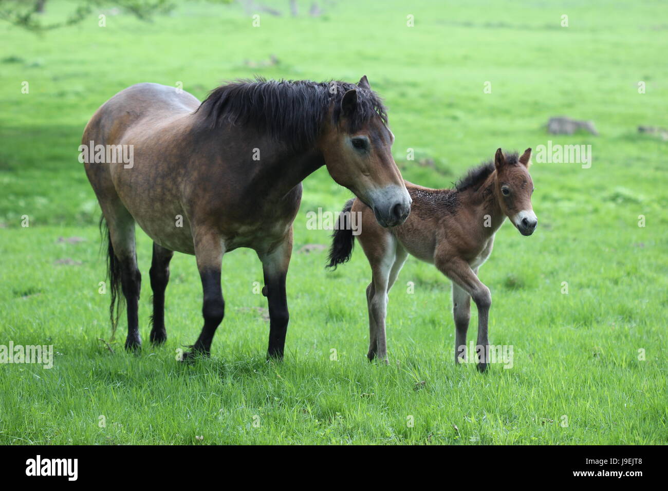 horse, zoo, spring, pony, mare, foal, new born, meadow, grass, lawn ...