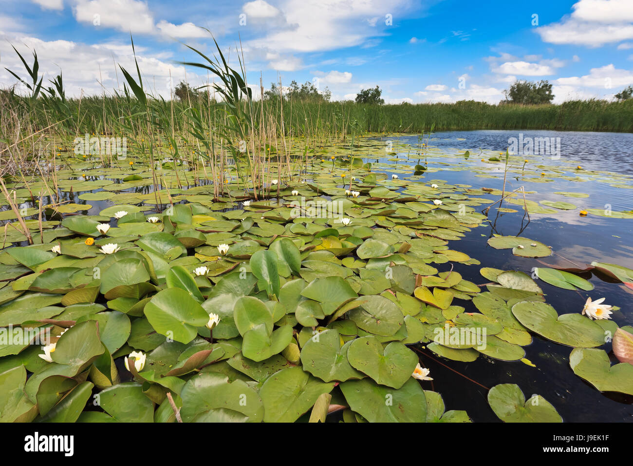 wild, reservation, fresh water, lake, inland water, water, danube delta ...