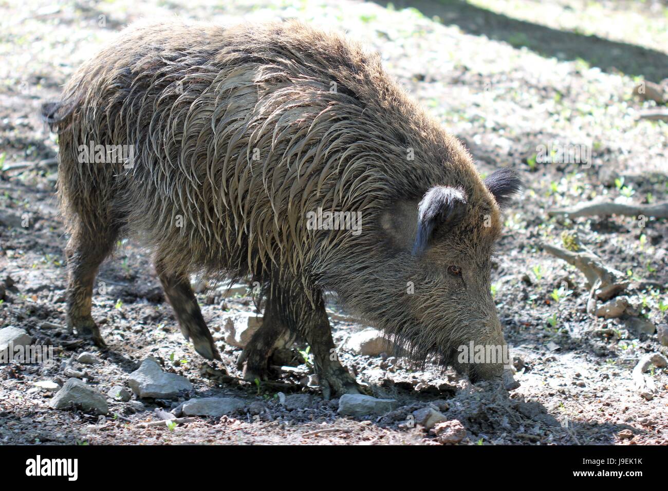 zoo,spring,mud,wild boar,pig,wild boars,hunting,chase,sus scrofa ...