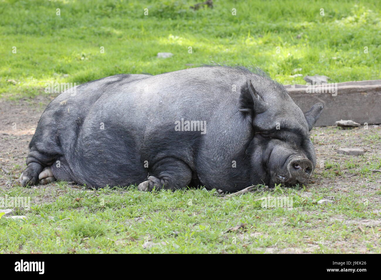 sleeping pot-bellied pig in tierpark sababurg Stock Photo - Alamy