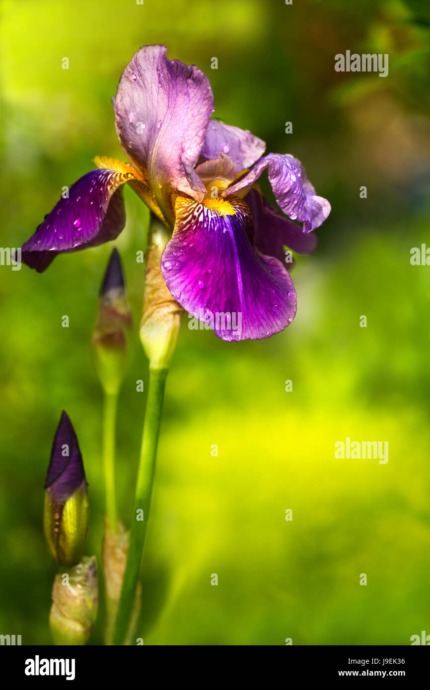flower, plant, flowers, spring, purple, iris, yellow, detail, garden ...