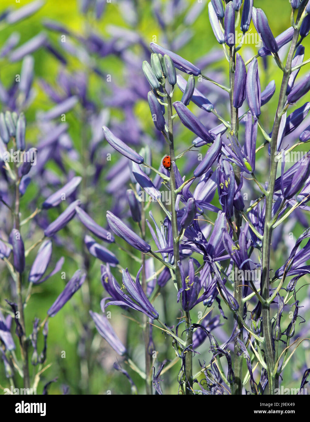 blue, ladybug, blue, beetle, blossoms, decorative plant, north america ...