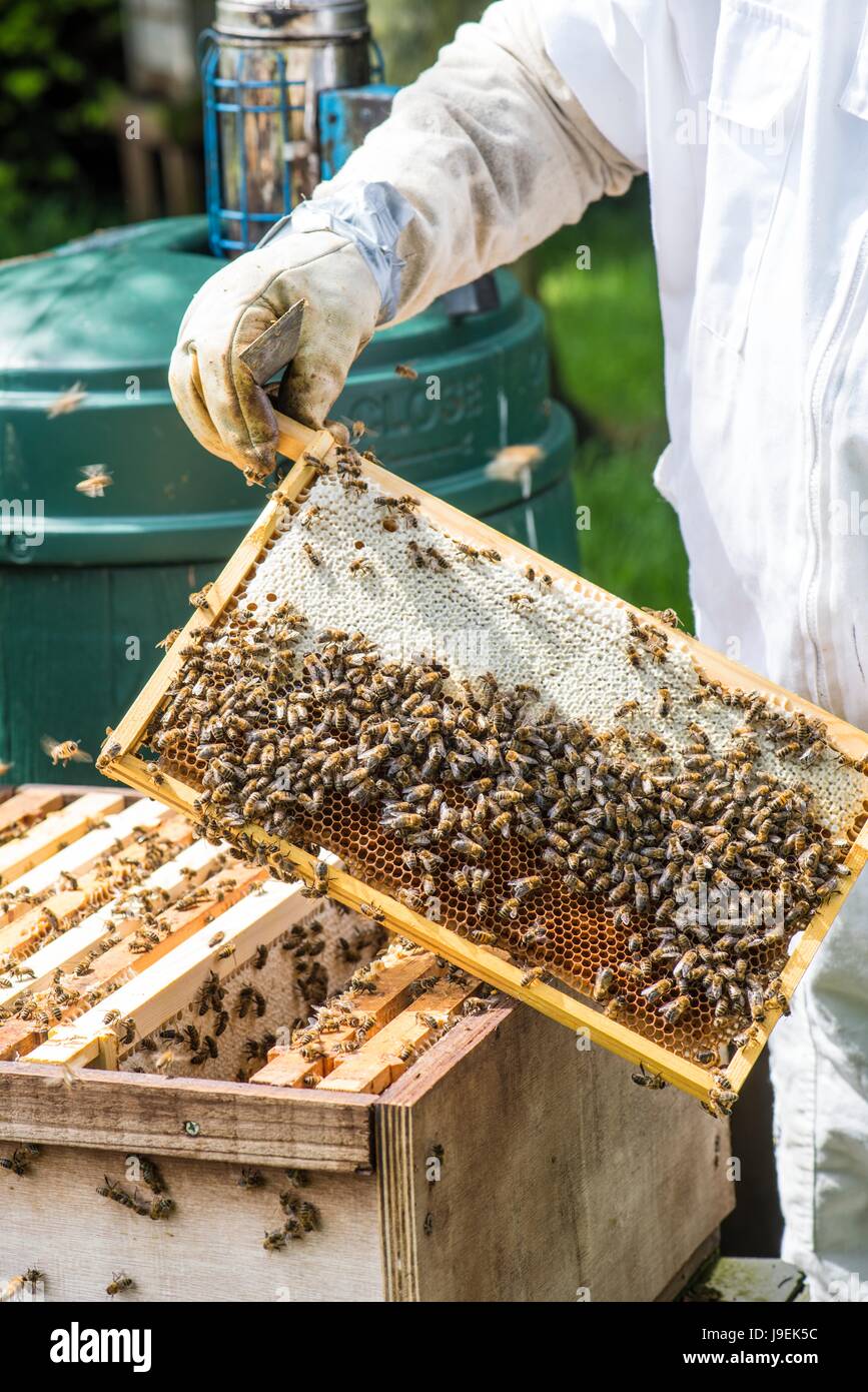 Beekeeper inspecting brood chamber on a honey bee hive Stock Photo - Alamy Beekeeper inspecting brood chamber on a honey bee hive Stock Photo - Alamy
