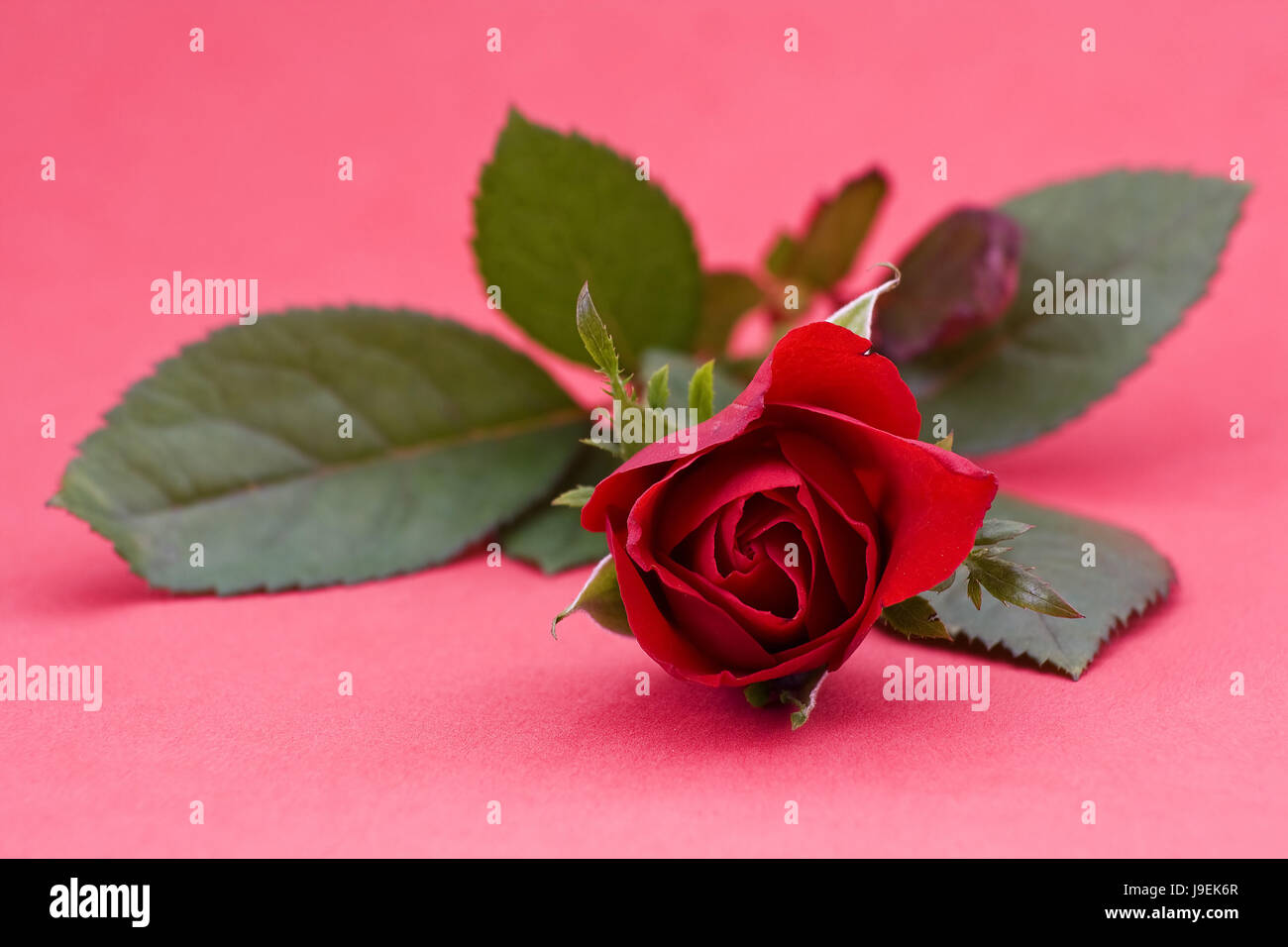 birth, childbirth, parturition, delivery, garden, flower, rose, plant ...