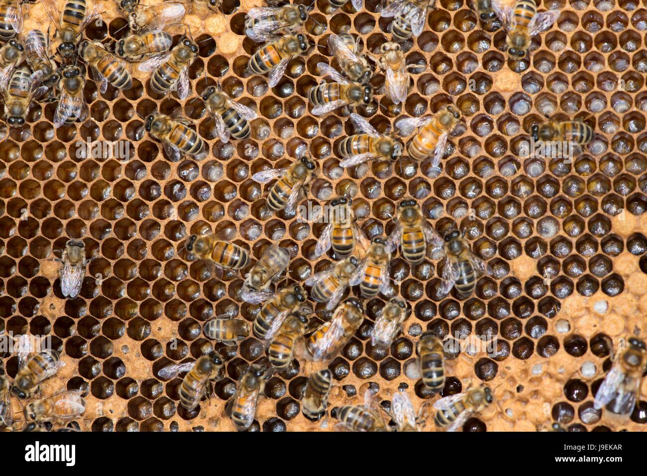 Female honey bee hi-res stock photography and images - Alamy