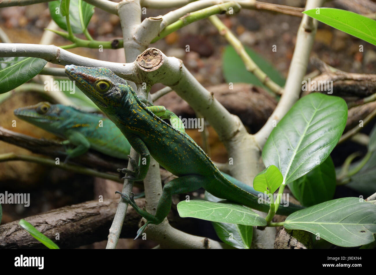 tree, pet, reptile, flora, exotic, tail, lawn, green, nature, tree ...