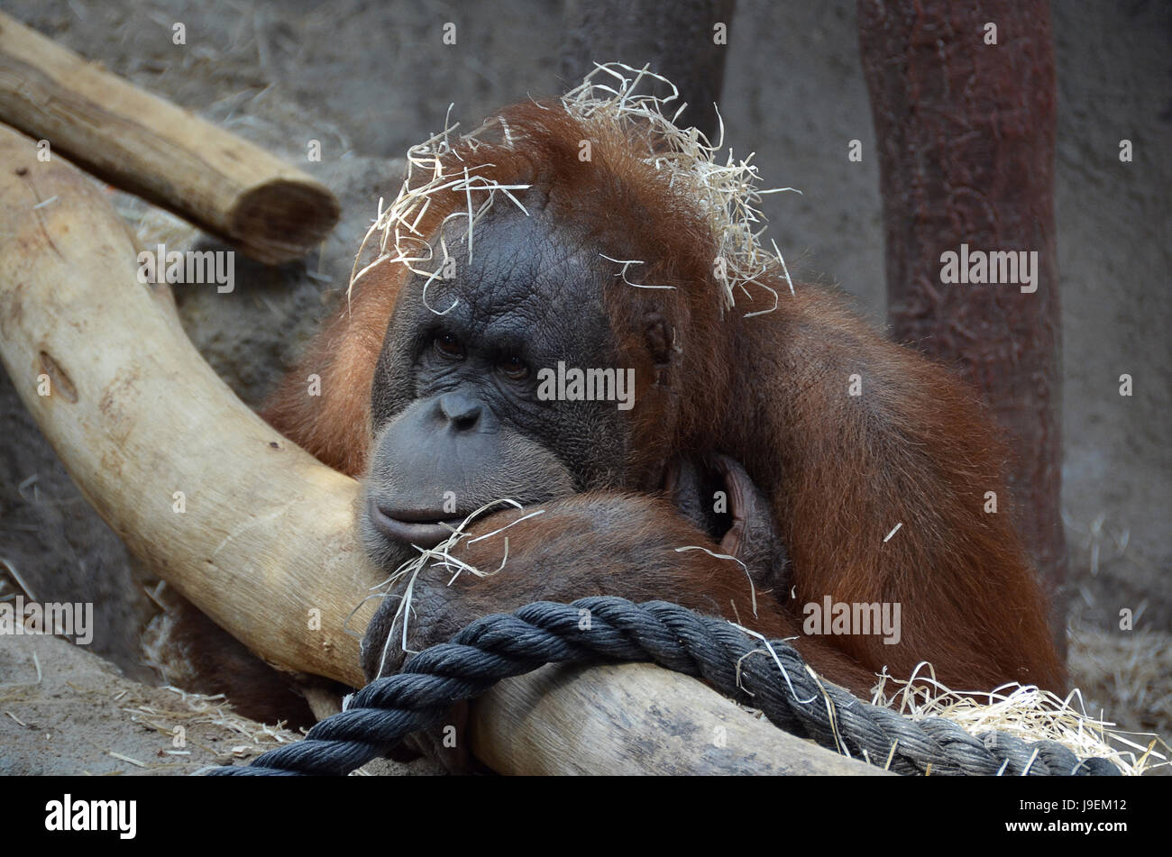 Saddest Animal Face Ever