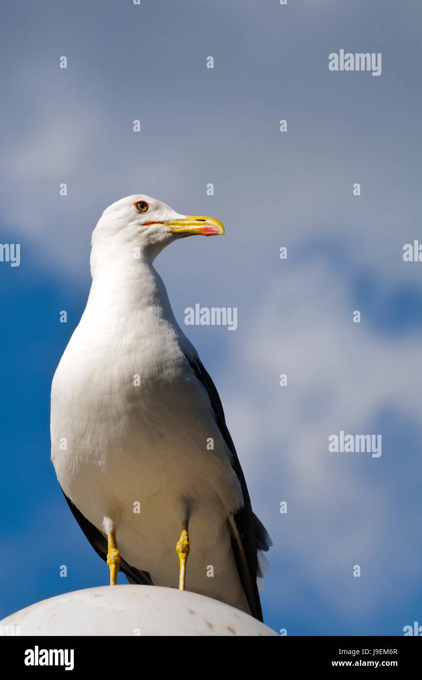 bird, waterfowl, nature, seagull, gull, close, blue, life, exist ...