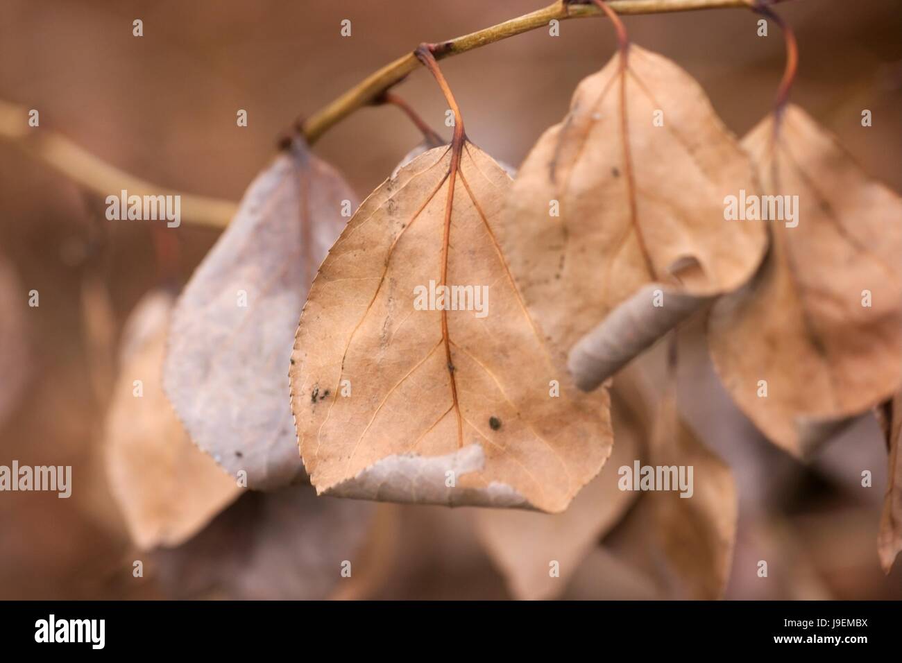 leaf, tree, leaves, branch, dry, dried up, barren, foliage, plant, fall ...