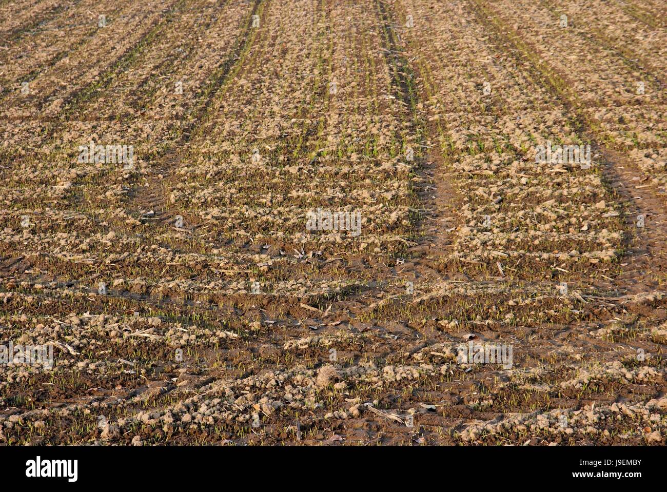 agricultural, ground, soil, earth, humus, agriculture, farming, field ...