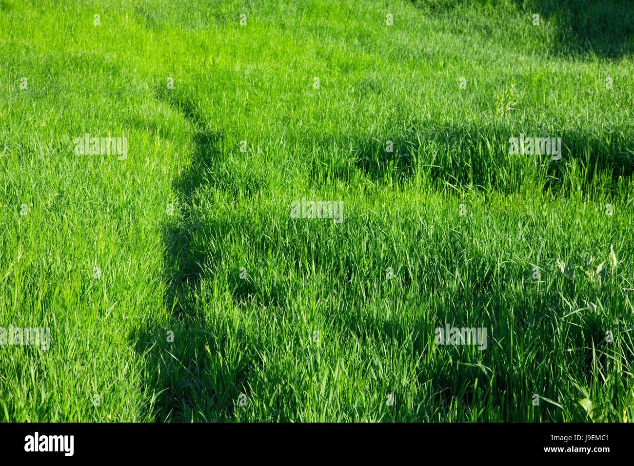 field, blade, vegetation, meadow, grass, lawn, green, plant, life ...
