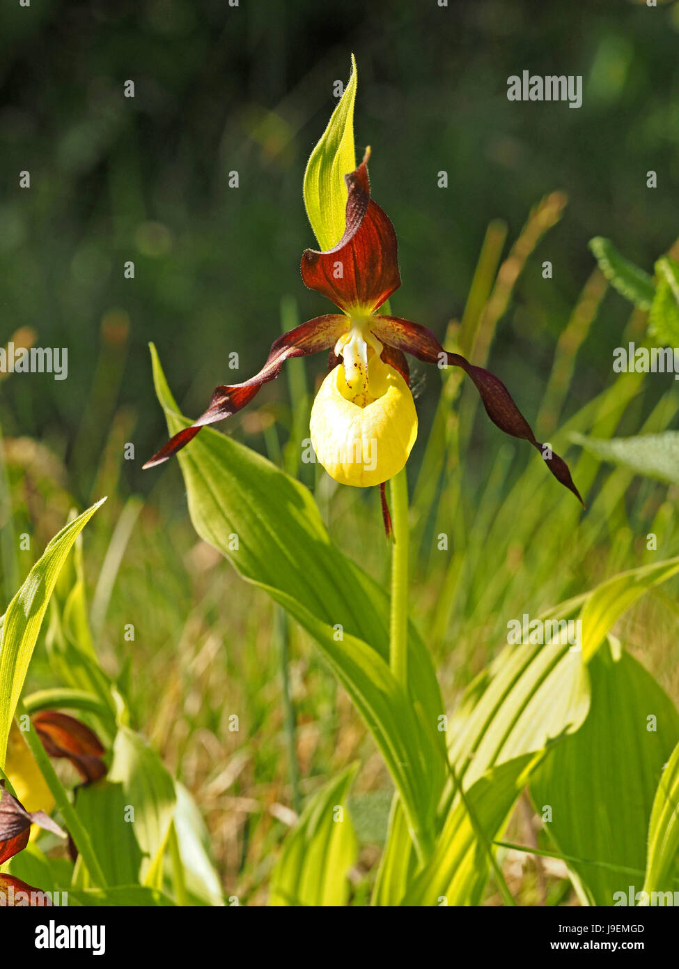Lady's Slipper Orchid (Cypripedium calceolus) a recently endangered UK ...