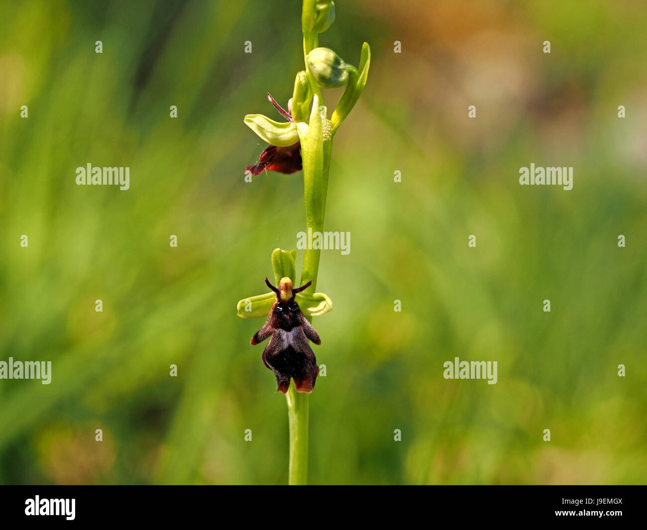 spectacular little Fly orchid flowers (Ophrys insectifera) mimicking ...