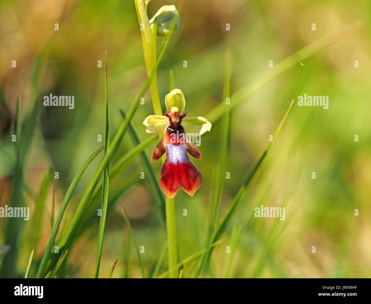 spectacular little Fly orchid flowers (Ophrys insectifera) mimicking ...
