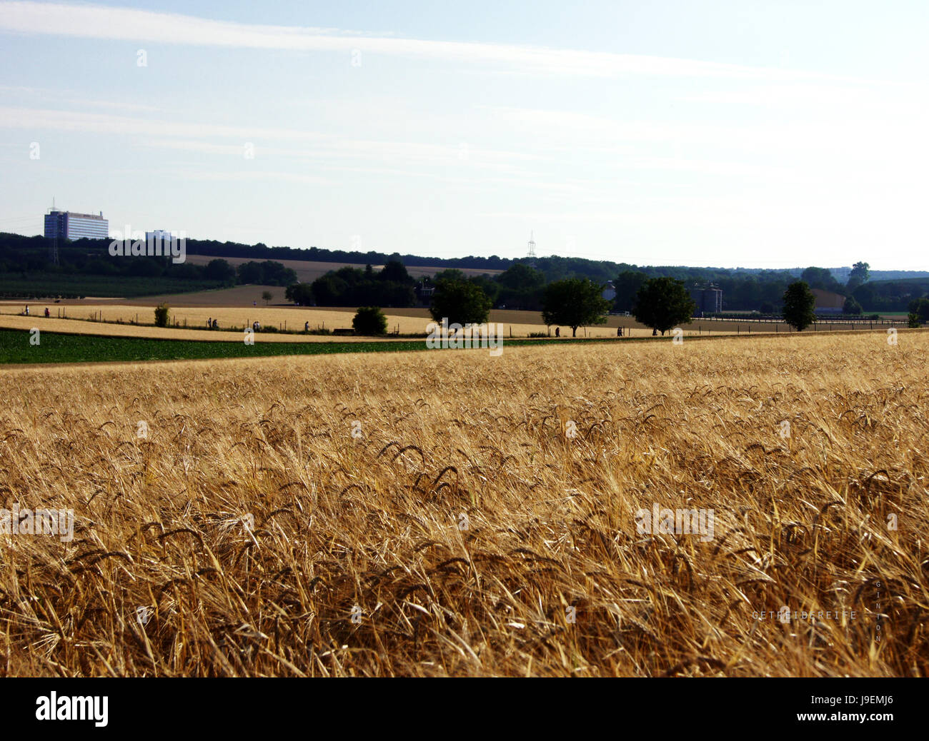 agriculture, farming, field, rambler, grain field, stroller, path ...