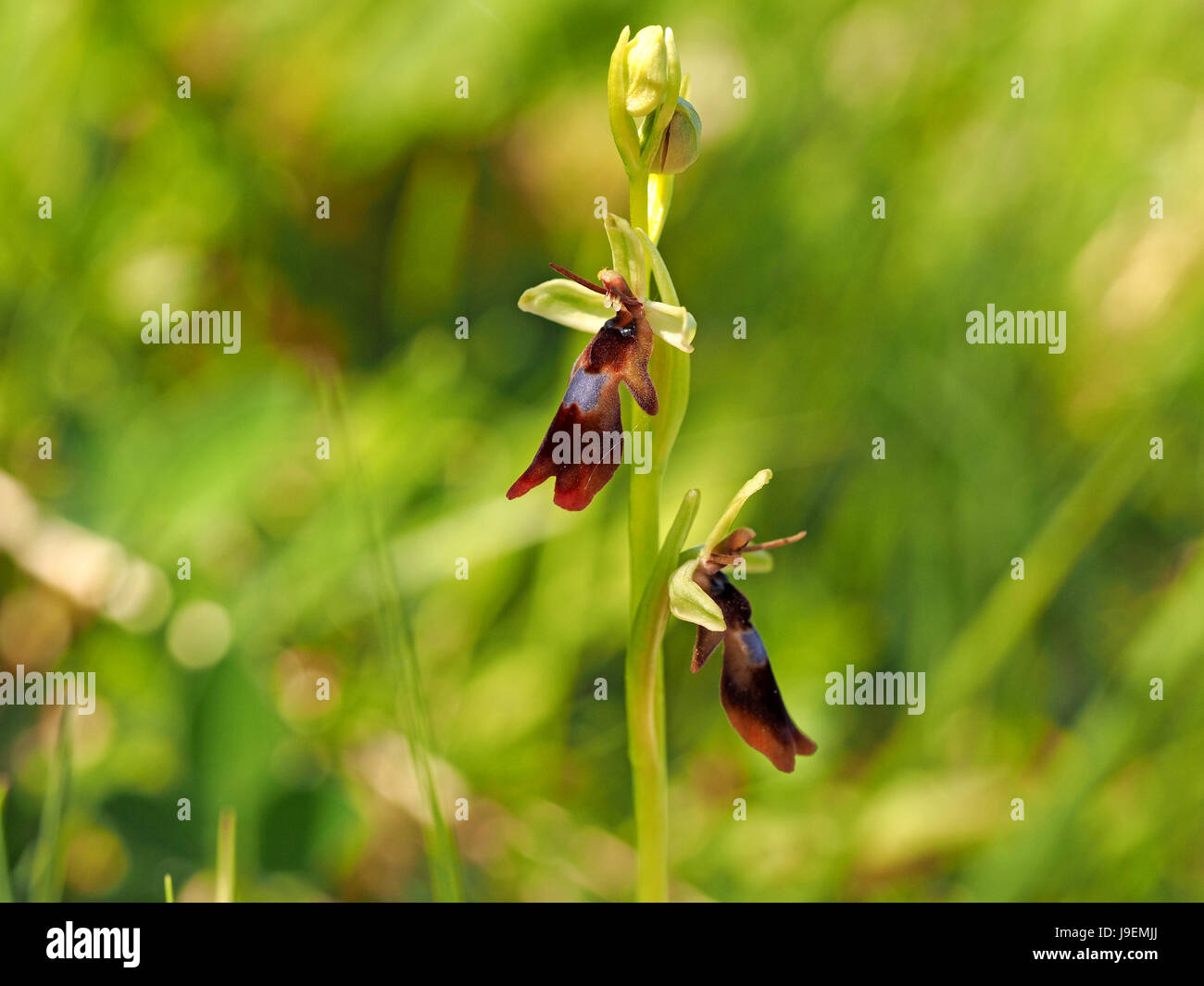 spectacular little Fly orchid flowers (Ophrys insectifera) mimicking ...