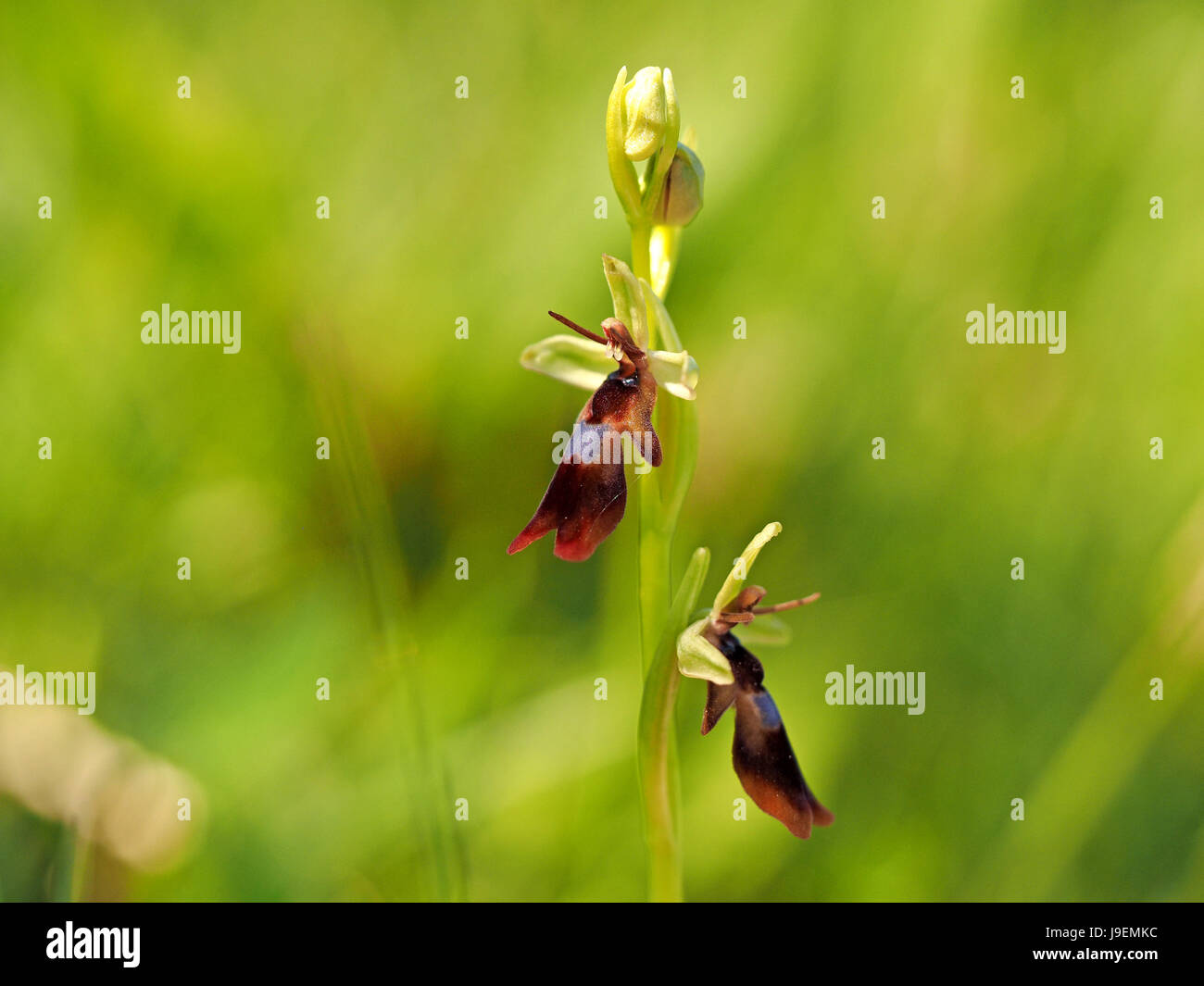 spectacular little Fly orchid flowers (Ophrys insectifera) mimicking ...
